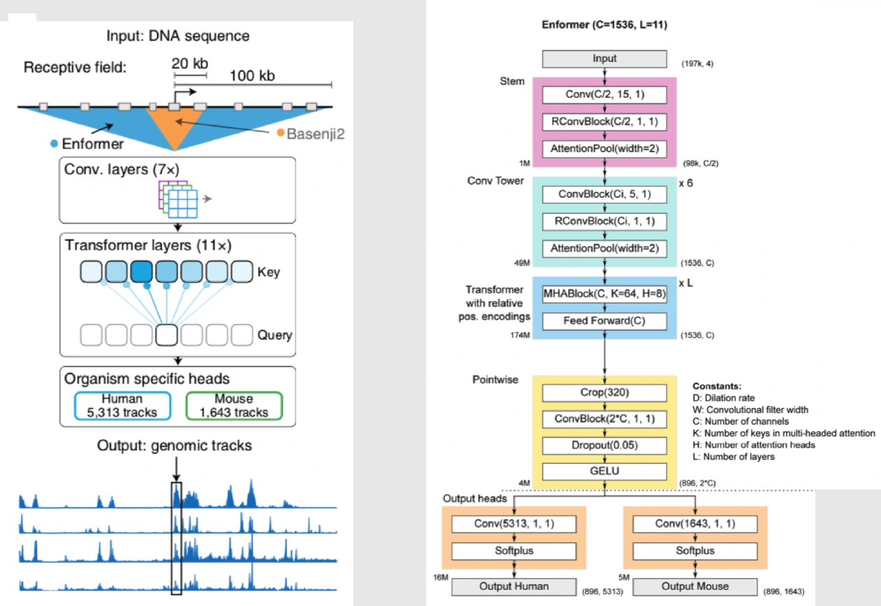 Expression AI: Revolutionizing Gene Analysis with AI [Updated]